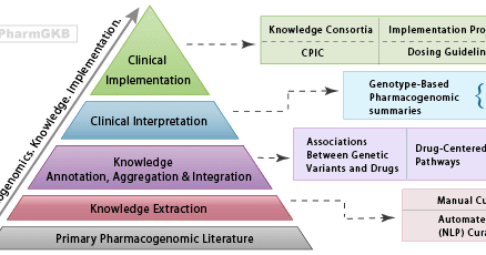 The PharmGKB Knowledge Pyramid